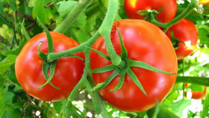 Kofy Tomato Seed Price in India - Buy Kofy Tomato Seed online at ...