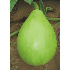 myhobbygarden Bottle Gourd-Lauki-Round Seed Price in India - Buy ...