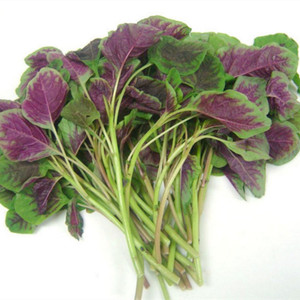 PMB Thotakura Seed Price in India - Buy PMB Thotakura Seed online at ...