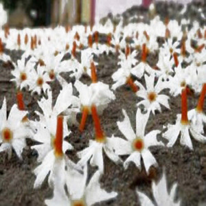 prev PARIJAAT, HAR SHRINGAR, QUEEN OF NIGHT Seed Price in India - Buy ...