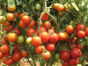 ActrovaX Disease Resistant Tomato F1 Hybrid"Arka Rakshak" [250 Seeds ...