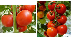 Biosnyg F1 Variety & Ruby High Yield Hybrid Pusa Tomato Seeds Combo ...