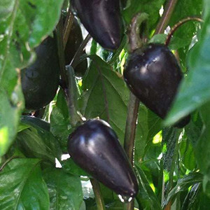 Qualtivate ® Chilli seeds Black Cobra Hot Pepper Seed Price in India ...