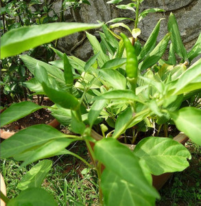 DROXTY ® XX-339-Bird Eye Chilli Hot Thai Pepper or Kanthari Mulaku Seed ...