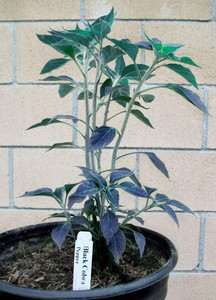 DROXTY ® XX-883-Chilli seeds Black Cobra Hot Pepper Chilli Vegetable ...