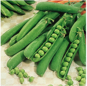 TRICONE Matar Seed Price in India - Buy TRICONE Matar Seed online at ...