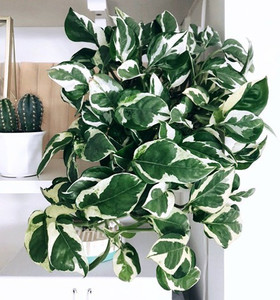 LushGreen Pothos Plant Price in India - Buy LushGreen Pothos Plant ...