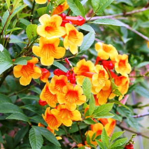 oyeboy Tecoma Plant Price in India - Buy oyeboy Tecoma Plant online at ...