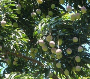 Exotica Orchids Mango Plant Price in India - Buy Exotica Orchids Mango ...