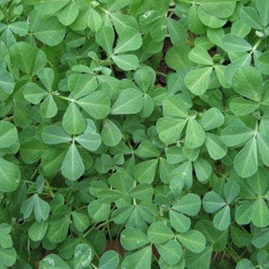 VibeX METHI, METHYA Seed Price in India - Buy VibeX METHI, METHYA Seed ...