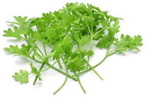Earth Angels Hybrid Coriander Green Aroma 1 packet seeds Seed Seed ...