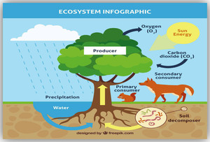 ECOSYSTEM POSTER Paper Print - Educational posters in India - Buy art ...