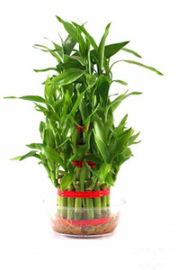 GHF Two Layer Bamboo Plant Price in India - Buy GHF Two Layer Bamboo ...