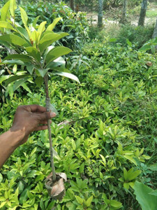 The Nursery Chiku Plant Price in India - Buy The Nursery Chiku Plant ...