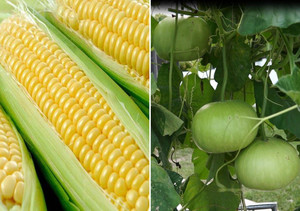 ActrovaX F1 Hybrid Sweet Corn and Round Bottle Gourd [8000 Seeds] Seed ...