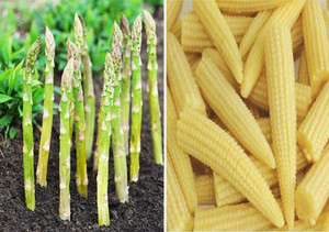 DROXTY ® VXL-920 Colourful Rainbow Corn and Carrot Shin Kuroda Seeds ...