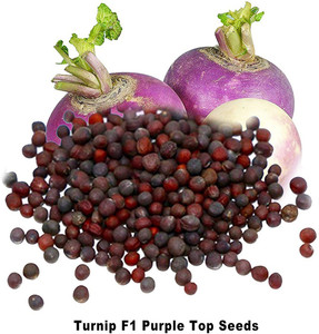 Biosnyg Pack Of Turnip F1 Purple Top Seeds 100gm Seeds Seed Price in ...