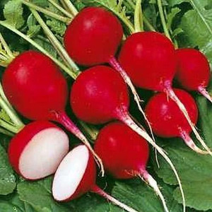 VibeX ® XLS-148 Vegetable Seeds Red Turnip (Shalgam) Seeds - Turnlip ...