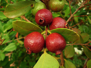 Trothic Guava Plant Price in India - Buy Trothic Guava Plant online at ...