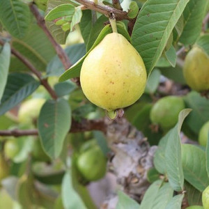 Trothic Guava Plant Price in India - Buy Trothic Guava Plant online at ...