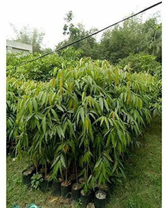 The Nursery Ashok Plant Price in India - Buy The Nursery Ashok Plant ...