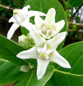 Greenwill Crown Flower (Calotropis gigantea) White Flower Seeds, Madar ...