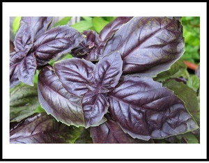 DROXTY Red Basil Seed Price in India - Buy DROXTY Red Basil Seed online ...