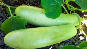 KANAYA Bottle Gourd Lauki Lau Hybrid Vegetable Seed Price in India ...
