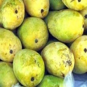Exotica Orchids Mango Plant Price in India - Buy Exotica Orchids Mango ...