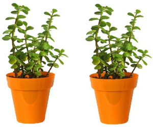 GHF Jade Plant Price in India - Buy GHF Jade Plant online at Flipkart.com