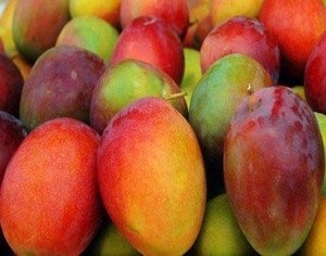 Exotica Orchids Mango Plant Price in India - Buy Exotica Orchids Mango ...