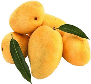 pb mandira plant Mango Plant Price in India - Buy pb mandira plant ...