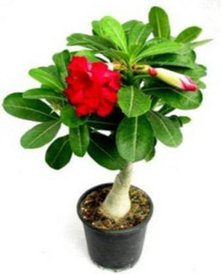 Earth Angels Adenium Plant Price in India - Buy Earth Angels Adenium ...