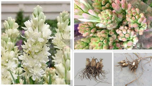 Dream mall Tuberose/Rajnigandha Plant Price in India - Buy Dream mall ...