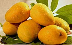Exotica Orchids Mango Plant Price in India - Buy Exotica Orchids Mango ...