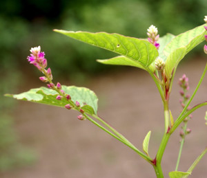 Green Tree False Amaranth, lata mouri, chanchali, kunjar, kunanjara ...