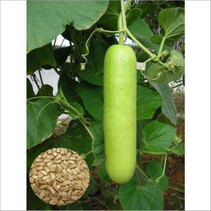 Nodoc Kaddu Seed Price in India - Buy Nodoc Kaddu Seed online at ...