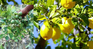 CRGO ® XII-592 Rare Organic Seed ( Lemon perfume) Seed Price in India ...