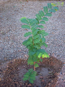 KANAYA IMLI KE BEEJ / TAMARIND SEEDS IMLEE KE BEEJ FOR Home Gardening ...