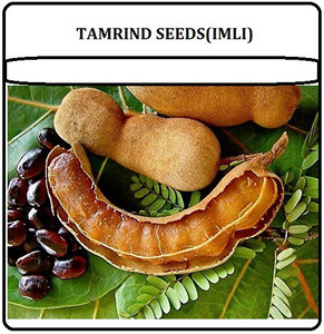 Biosnyg Sweet Tamarind Meethi Imli (Thailand Tamarind)Seeds 25gm Seeds ...