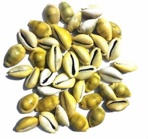 DORVIK Natural Yellow Kodi / Koudi For Laxmi Pooja Samagri (51 Pieces ...