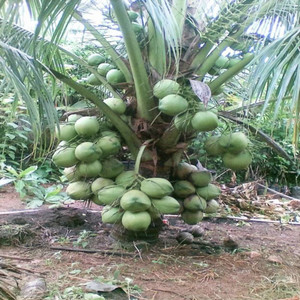 Mohomaya Coconut Plant Price in India - Buy Mohomaya Coconut Plant ...