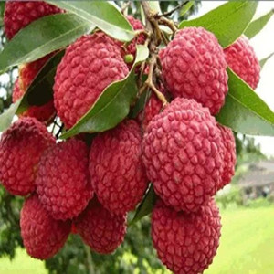 Greenery Nursery Litchi Plant Price in India - Buy Greenery Nursery ...