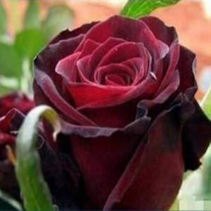 Arlo Rose Plant Price in India - Buy Arlo Rose Plant online at Flipkart.com