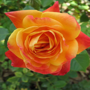 Artful Creature Rose Plant Price in India - Buy Artful Creature Rose ...