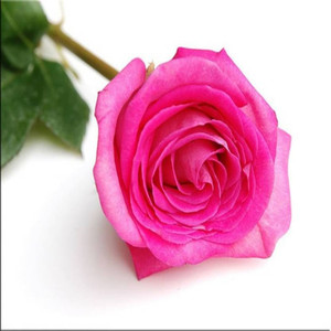 Arlo Rose Plant Price in India - Buy Arlo Rose Plant online at Flipkart.com