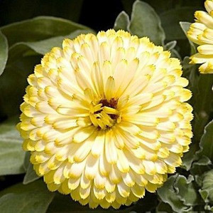 Axonal CALENDULA CREAM FLOWER (PACK OF 50 SEEDS) Seed Price in India ...