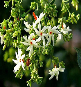 MGBN PARIJAT/PARIJATAM/PARIJATAK/NYCTANTHES ARBOR-TRISTIS/NIGHT ...