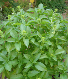 Pioneer Natural Lemon Tulsi, Thai Lemon Basil, Lemon Basil, Lao Basil ...