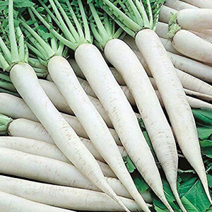 VibeX HAU-498 Organic Desi Pusa Chekti Long Radish Seeds Seed Price in ...